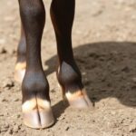 Cloven Hoof Anatomy and Hoof Type Comparison